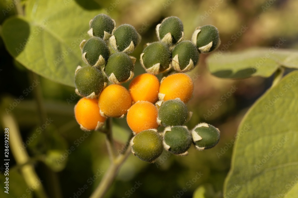 Yellow and green fruits of a dwarf tamarillo, Solanum abutiloides Stock ...