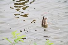Bottoms-up Duck Free Stock Photo - Public Domain Pictures