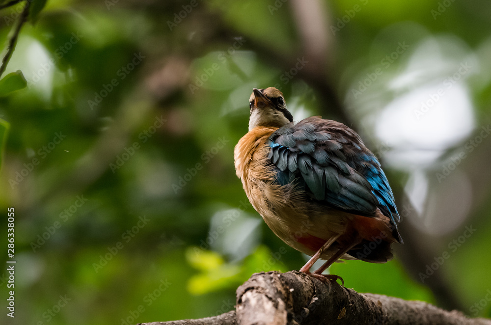 India Pitta bird sitting on the perch of tree with laving green ...