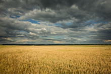 Cloudy Field 2 Free Stock Photo - Public Domain Pictures