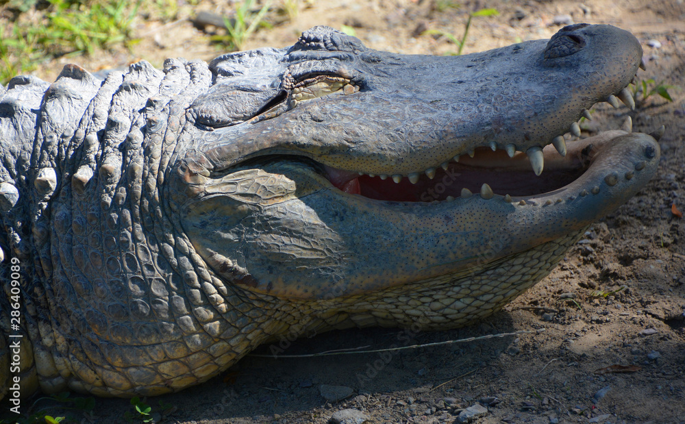 Stock-Foto „An alligator is a crocodilian in the genus Alligator of the ...