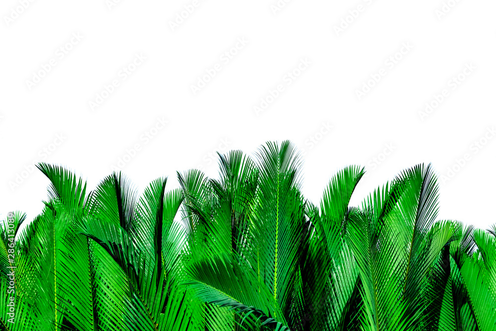 Photo Stock Green leaves of palm isolated on white background. Nypa ...