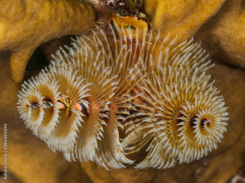Colorful Christmas Tree Worm, Spirobranchus giganteus, Marine life in ...