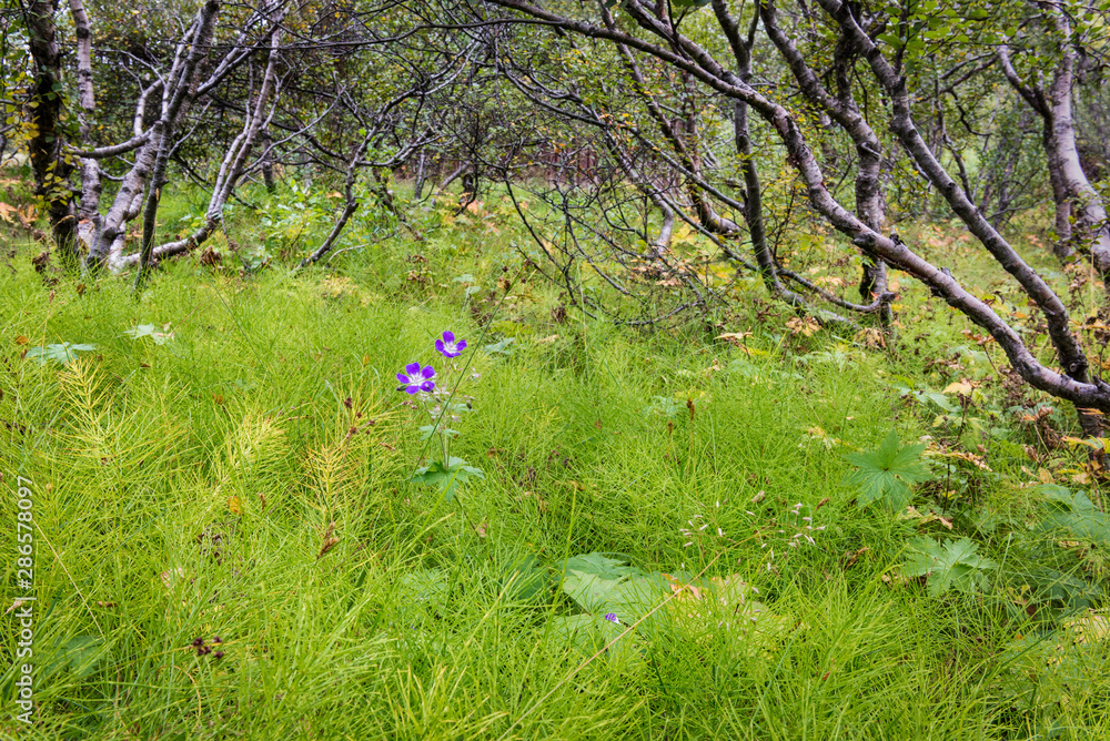 Wild geraniums, (Geranium sylvaticum), known as wood cranesbill, and ...