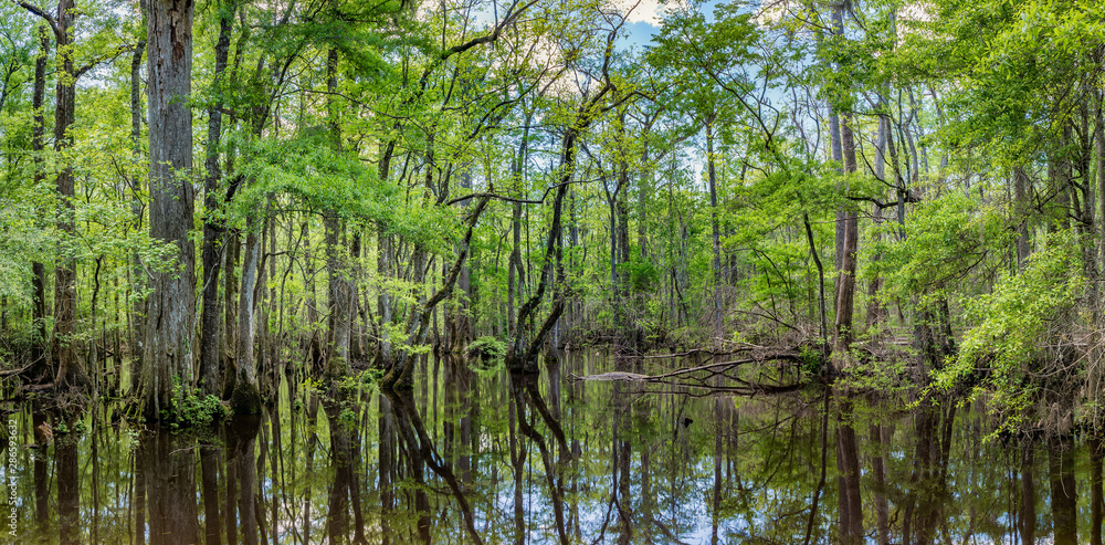 Fotografie An open area of the Four Holes Swamp in South Carolina. This ...