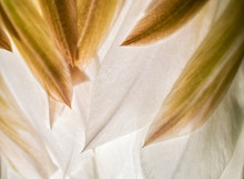 Colorful Pointed Cactus Free Stock Photo - Public Domain Pictures