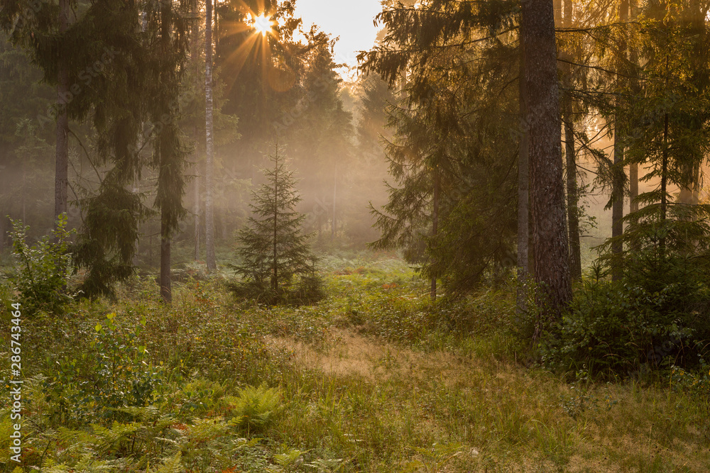 Forrest - Forest Knyszyn (Poland) Stock Photo | Adobe Stock