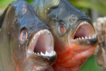 Piranha Free Stock Photo - Public Domain Pictures