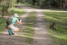Crouching Kangaroo Free Stock Photo - Public Domain Pictures