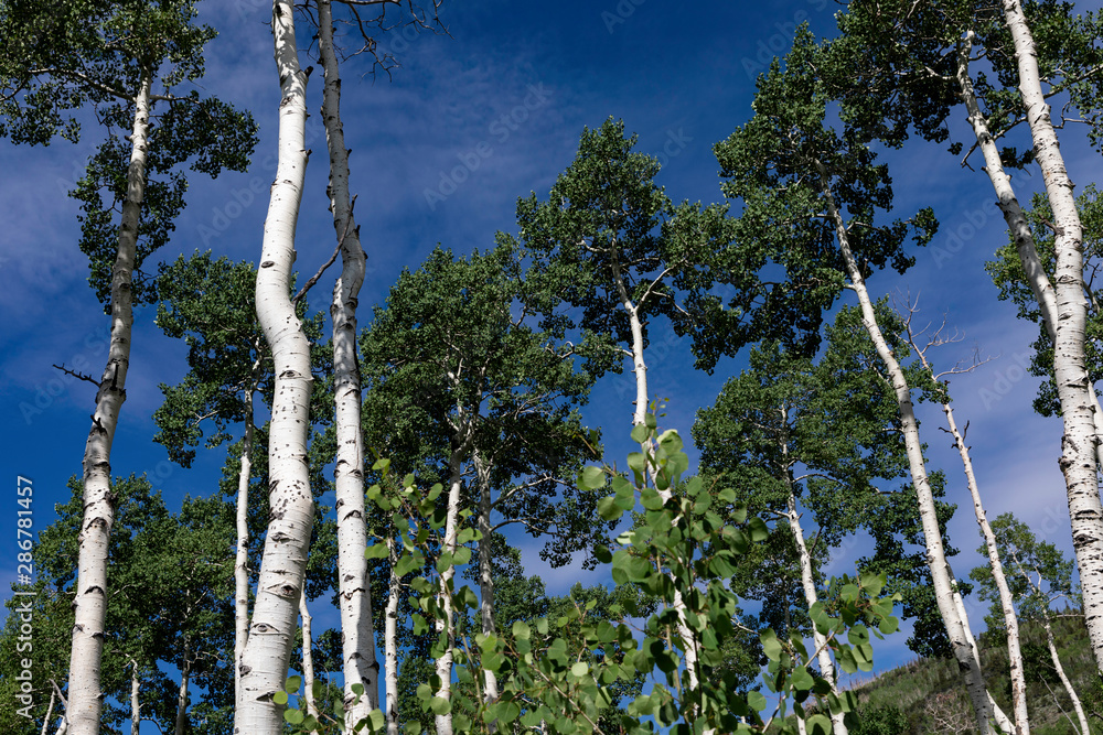 Aspen trees, part of the Pando Clone, grow near Fish Lake in Utah. The ...