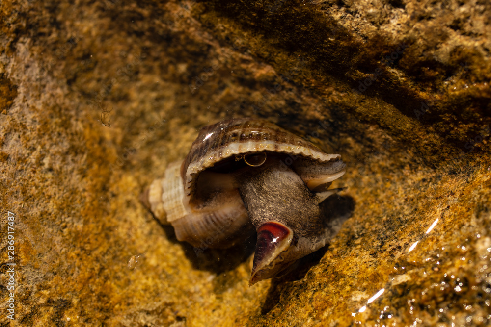 Rapana venosa, common name the veined rapa whelk, a marine gastropod ...