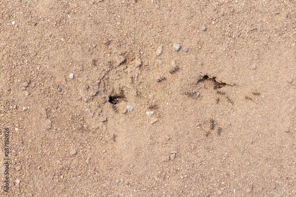 Background, ants running, ants cord, many ants. Ants carrying their ...