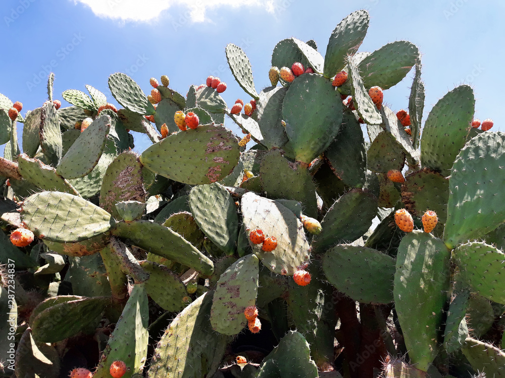 Opuntia cactus with large flat pads and red thorny edible fruits ...
