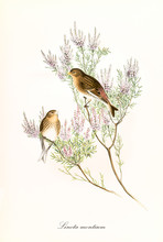 Vintage Clipart Linnet Birds Free Stock Photo - Public Domain Pictures