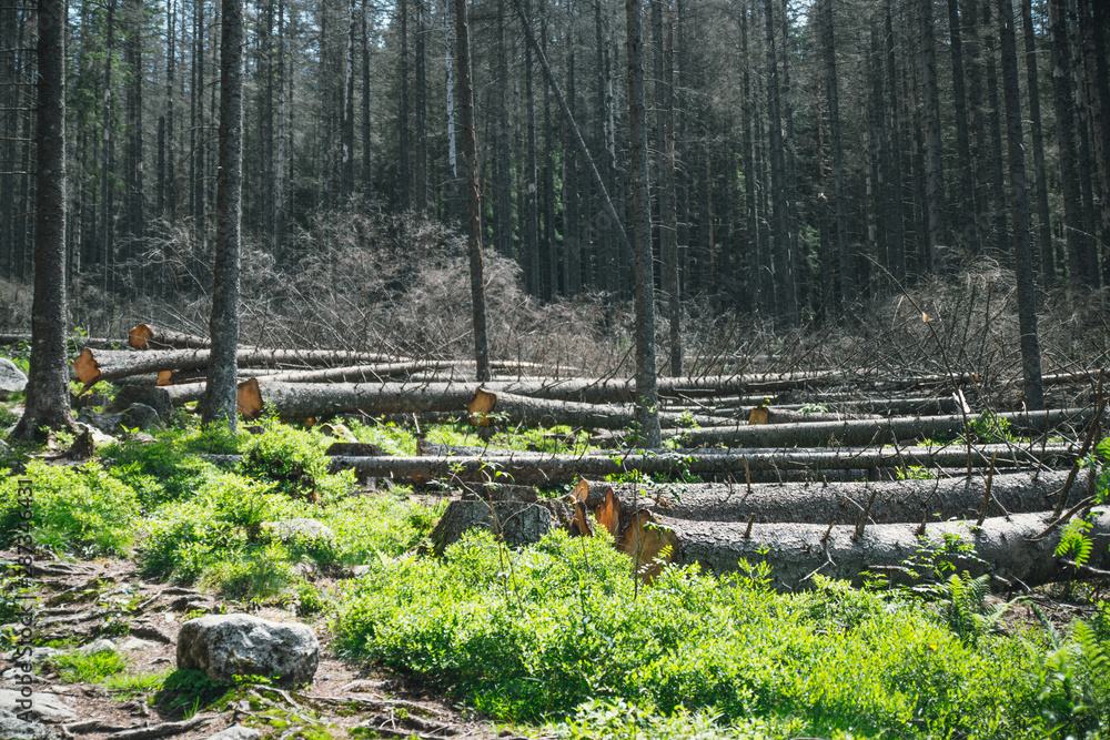 Ecological catastrophy. Photo of illegal logging. Environmental problem ...