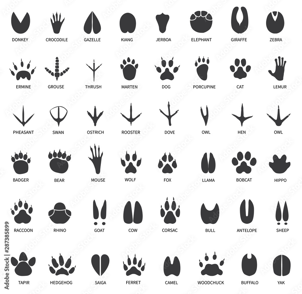Animal tracks. Footprints of swan, llama and donkey, cat. Owl, dog and ...