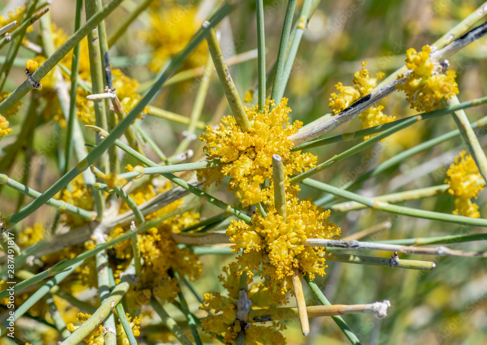 Photo Stock USA, Nevada, Clark County, Gold Butte National Monument ...
