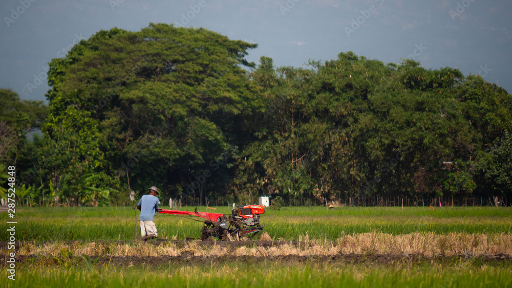 farmer working in rice plantation using tiller tractor. paddy farmer ...