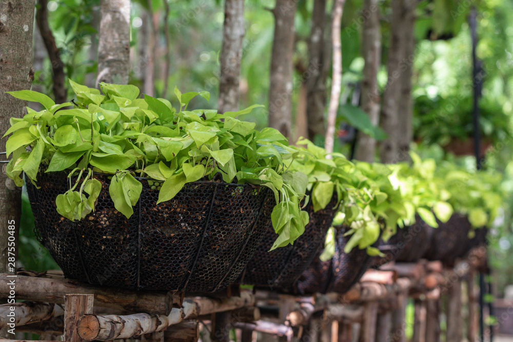 Epipremnum Aureum plant in a garden.Common names including Golden ...