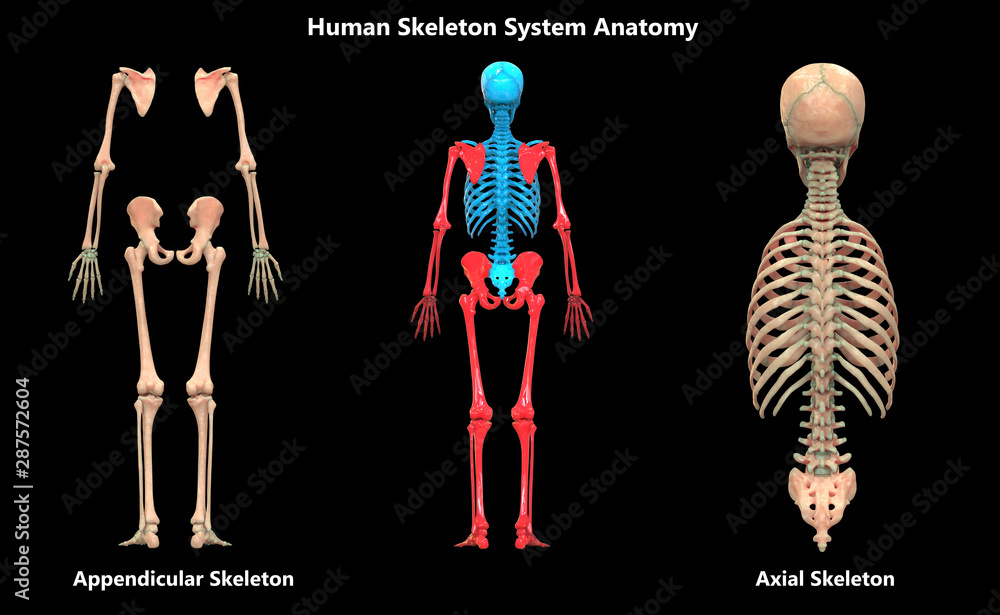 Human Skeleton System Appendicular and Axial Skeleton Anatomy Posterior ...