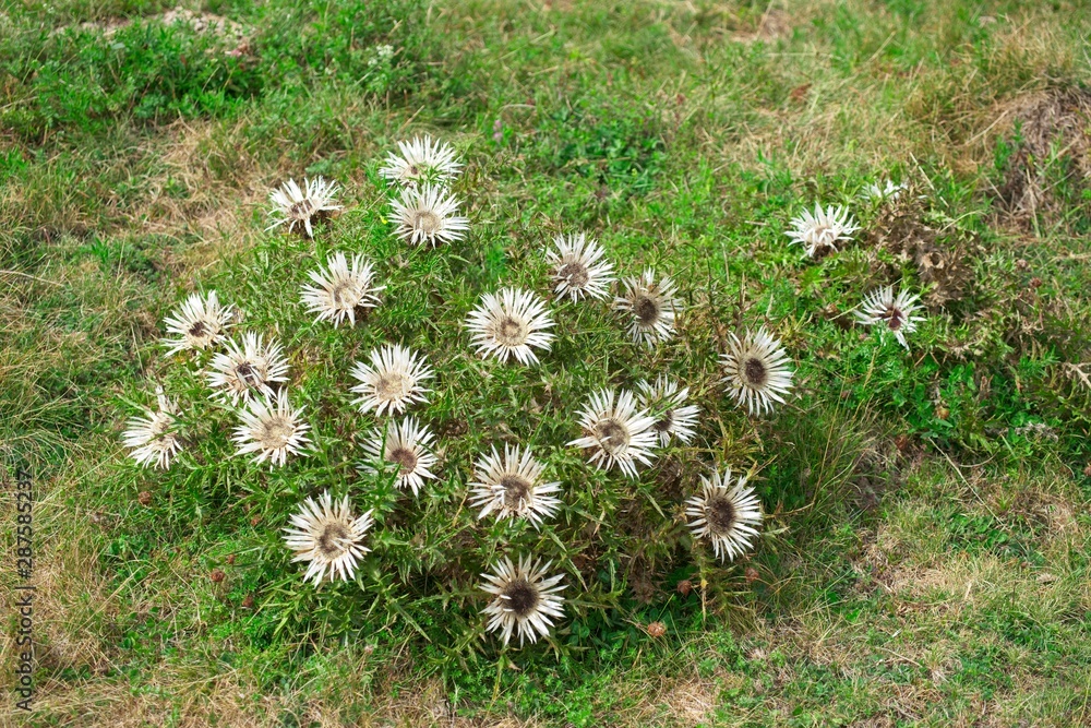 Carlina acaulis, the stemless, silver, dwarf carline thistle flowering ...