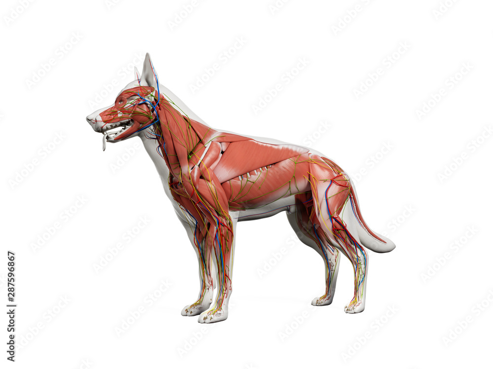 3d rendered anatomy illustration of the canine anatomy Stock ...