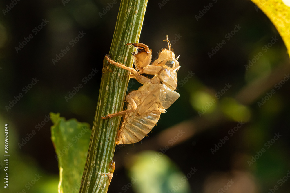 Soft light shines through the exuviae (exoskeleton skin remains) of a ...