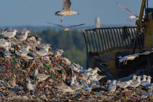 Gull By The Garbage Free Stock Photo - Public Domain Pictures