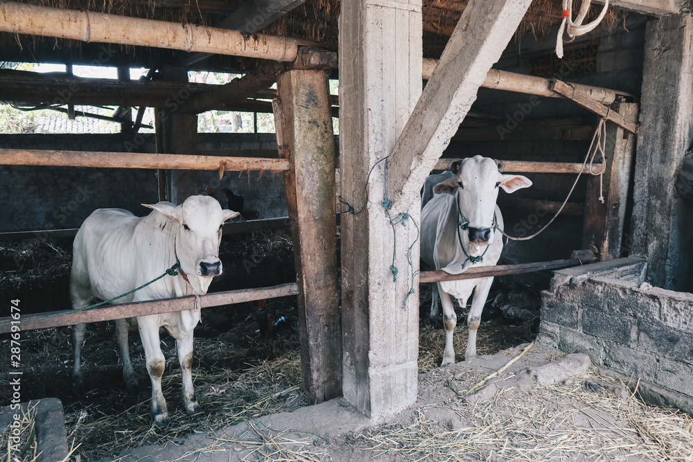 Ongole Crossbred cattle or Javanese Cow or White Caow or sapi peranakan ...