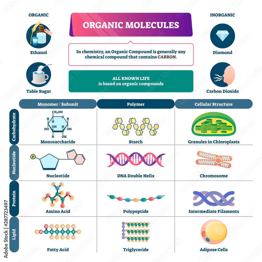 Organic molecules vector illustration. Labeled chemical educational ...