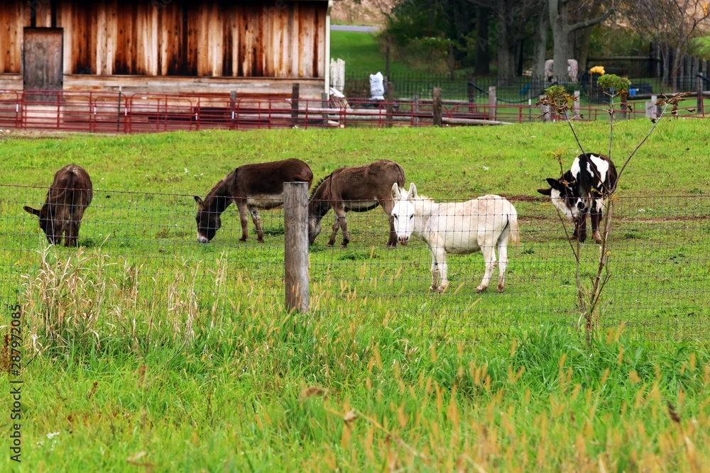 Farm Animal Landscape The Happiest Farm Animals In Fayette County