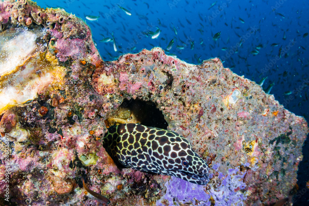 Honeycomb Moray Eel in a hole on an underwater shipwreck Stock Photo ...