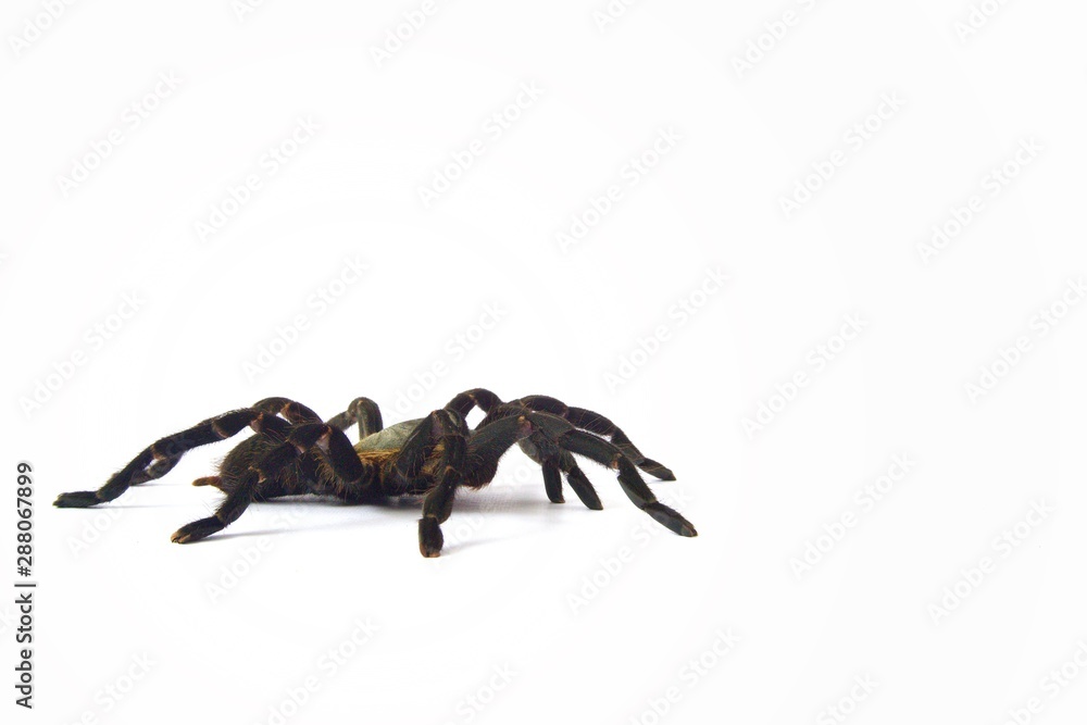 Asian species Tarantula spider Found in Thailand, the scientific name ...