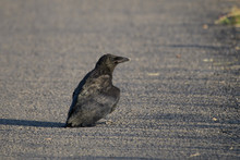 Young Crow On The Road Free Stock Photo - Public Domain Pictures