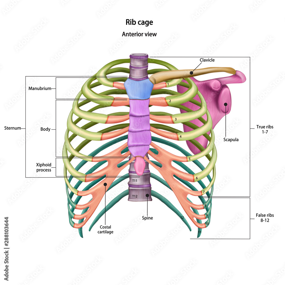 Vektor Bones of the human chest. Rib cage bones with the name and ...