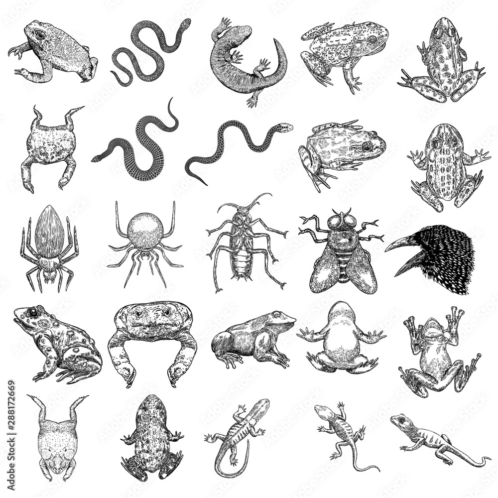 Magic animal elements set. Hand drawn sketch for magician collection ...