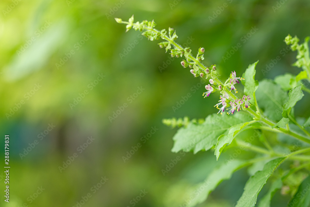 Photo Stock Holy basil, Sacred basil, Ocimum tenuiflorum,Basin at home ...
