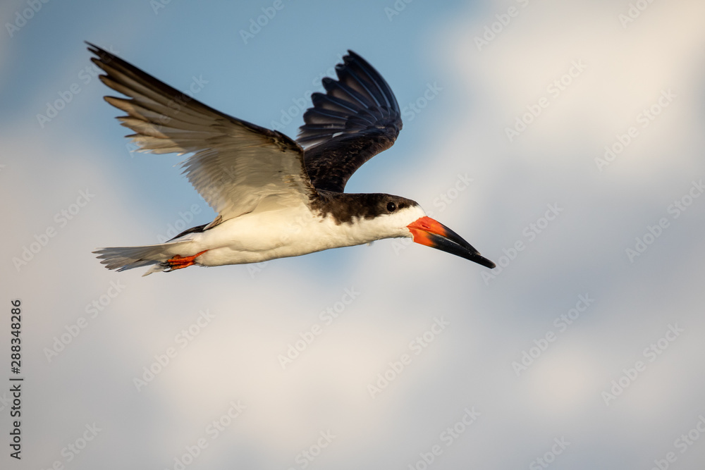 Black Skimmer (Rynchops niger) in flight. This is a beautiful Tern-like ...