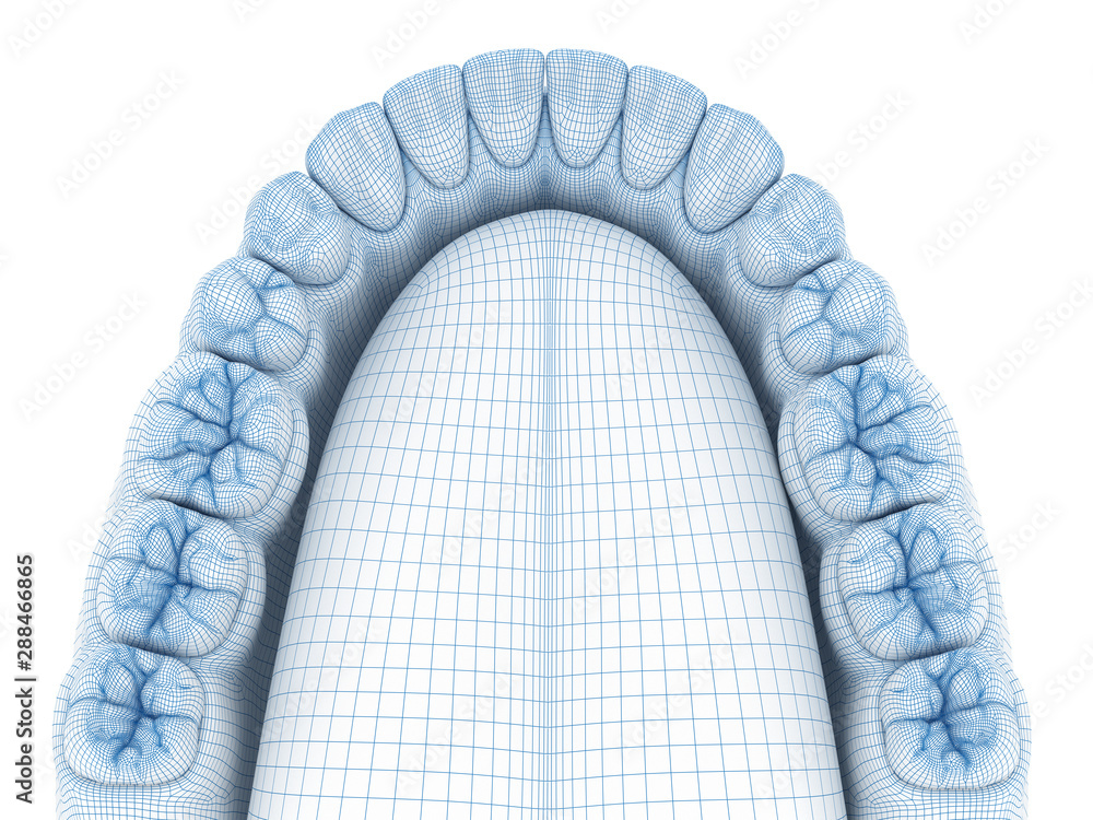 Morphology of mandibular human gum and teeth. Wire 3d model ...