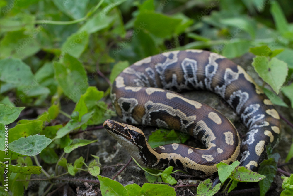 Sumatran Red Blood Python (Python curtis curtis) commonly known as red ...