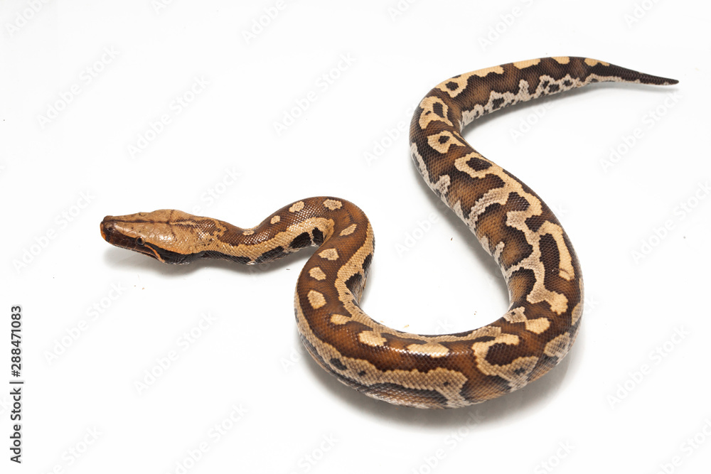 Sumatran Red Blood Python (Python curtis curtis) isolated on white ...