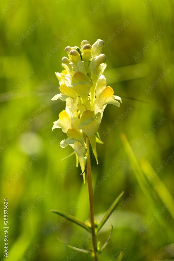 Linus vulgaris (Linaria vulgaris) The drug is a dried flowering stem ...