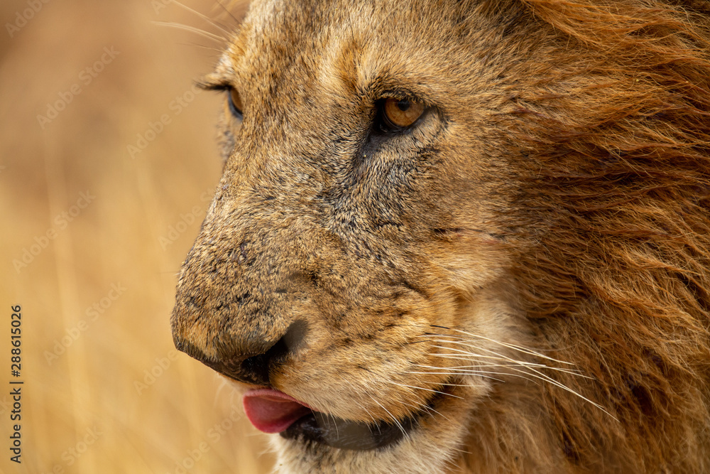 Male lion patrolling his territory on a cold rainy afternoon Stock ...