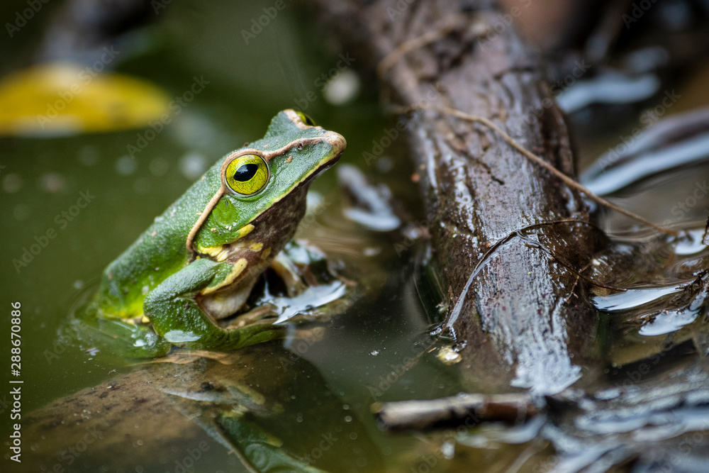 Green tree frog in the water Stock Photo | Adobe Stock