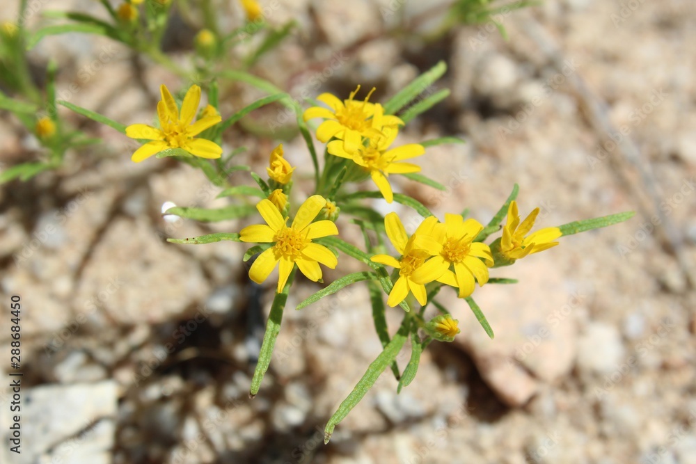 Manybristle Chinchweed is the casual term for a Southern Mojave Desert ...
