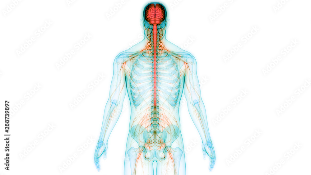 Human Central Nervous System with Brain Anatomy Stock Illustration ...