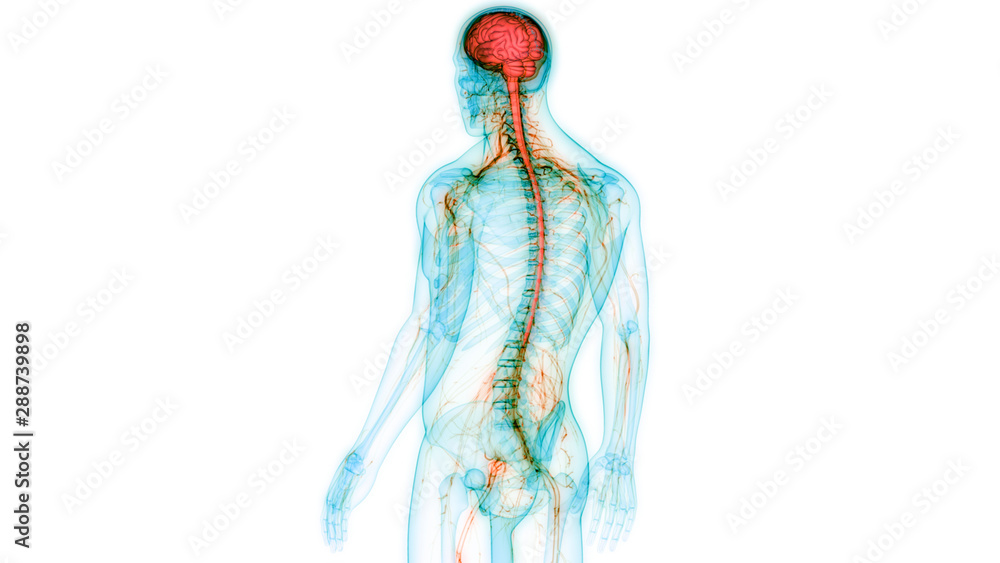 Human Central Nervous System with Brain Anatomy Stock Illustration ...