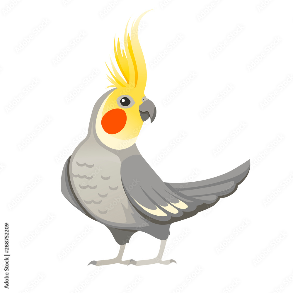 Adult parrot of normal grey cockatiel (Nymphicus hollandicus, corella ...
