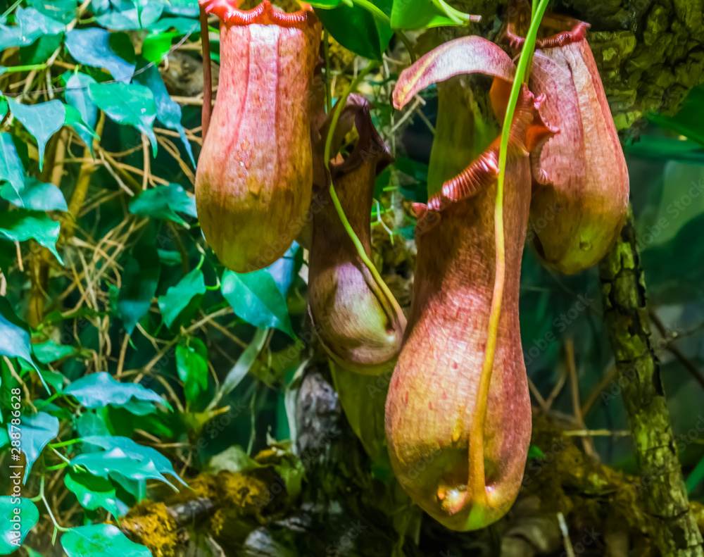 closeup of the flowers of a tropical pitcher plant, nephenthes species ...