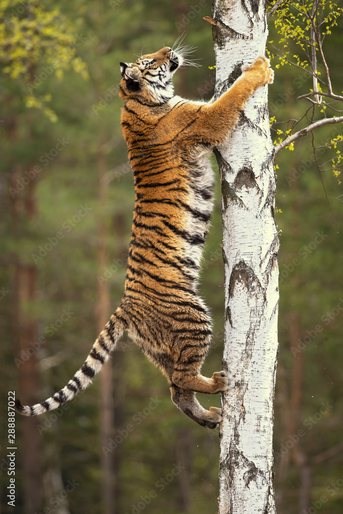 Siberian tiger is a Panthera tigris tigris population in the Russian ...
